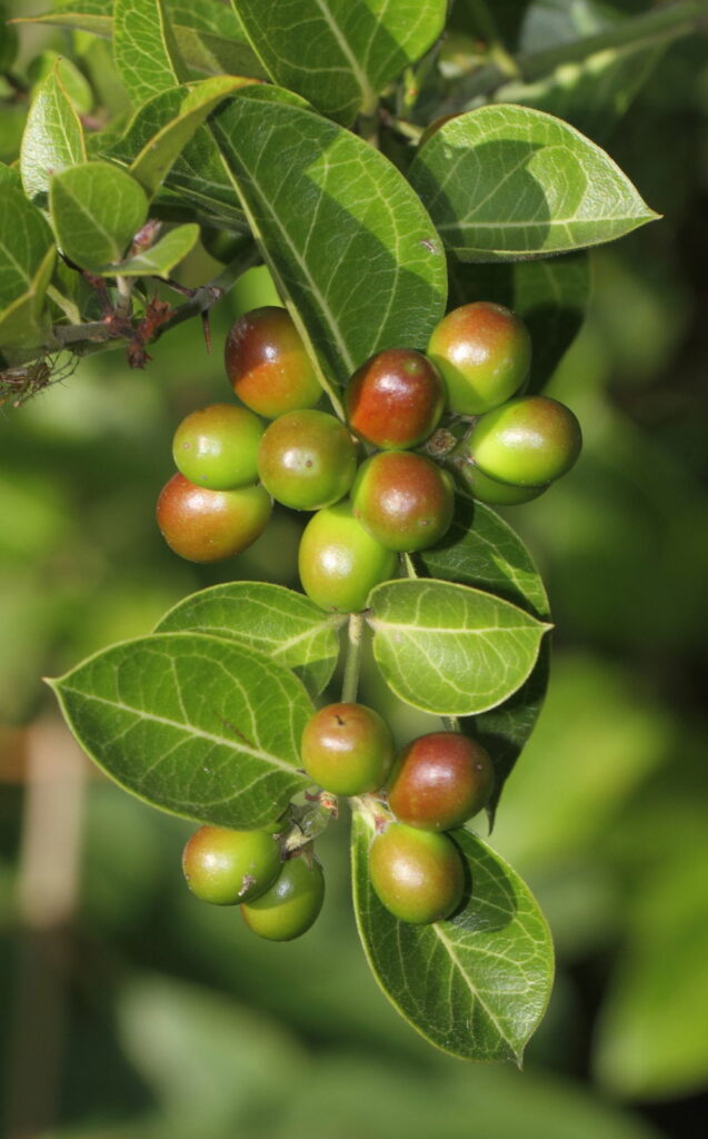 Buy Carissa spinarum, small carissa, Karamarada, wild Karonda, jungli ...