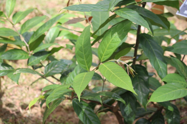 Buy helicopter flower, madhavi lata, hiptage benghalensis raisentur ...