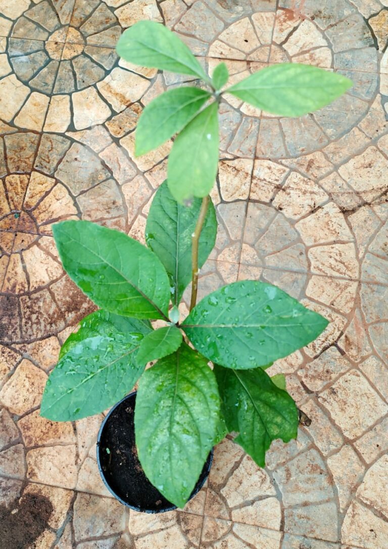 Buy Vernonia amygdalina, Bitter Leaf, Bitter-tea vernonia, kaattu ...
