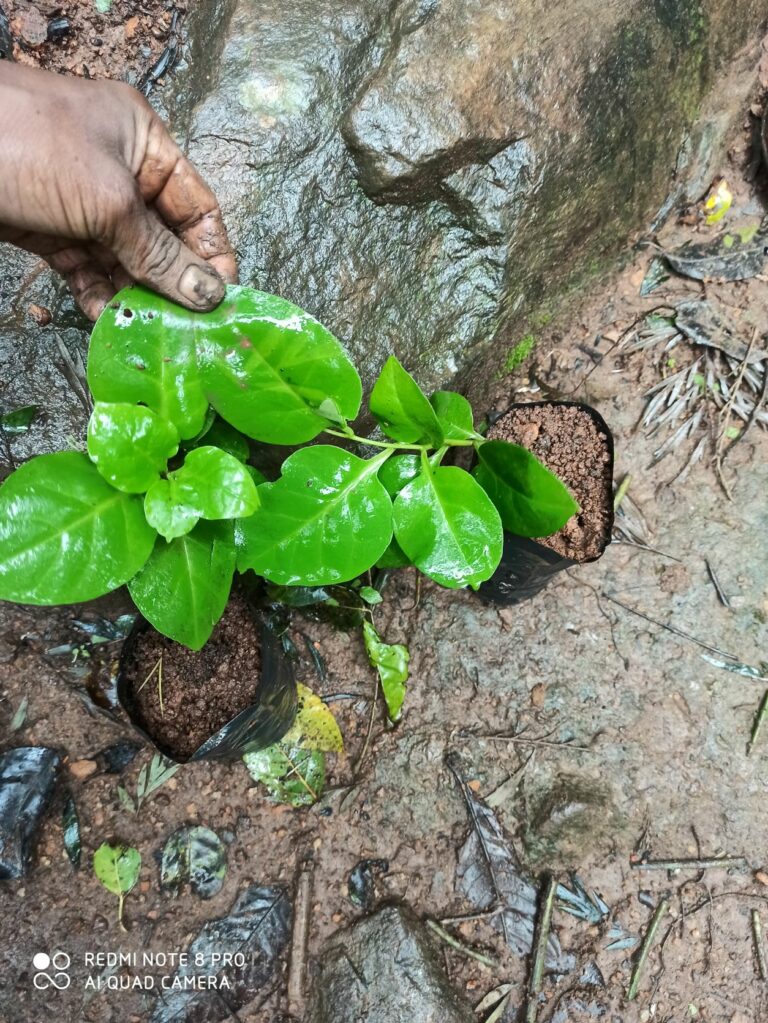 Buy Kadubasale Green Basella Alba Native Malabar Spinach Kattu